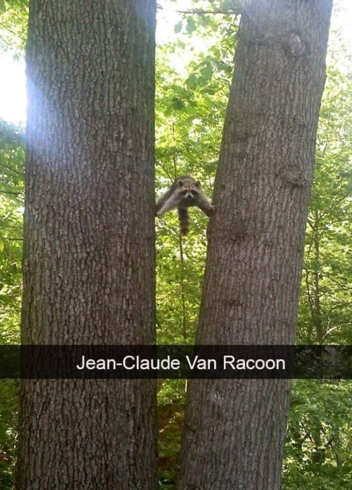 45 Funniest Animal Snapchats That Will Send You Soaring Over The ...