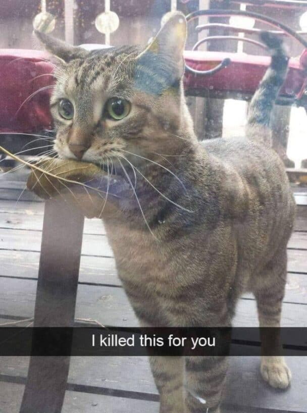 45 Funniest Animal Snapchats That Will Send You Soaring Over The ...