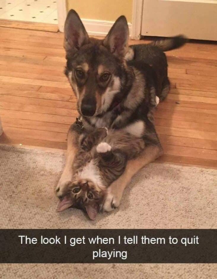 45 Funniest Animal Snapchats That Will Send You Soaring Over The ...