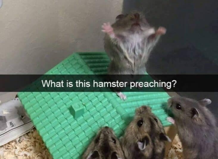 45 Funniest Animal Snapchats That Will Send You Soaring Over The ...