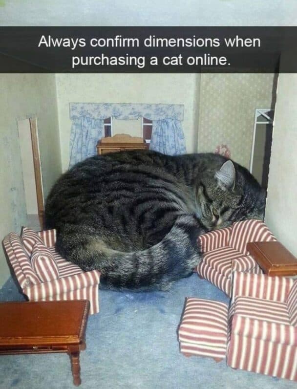 45 Funniest Animal Snapchats That Will Send You Soaring Over The ...