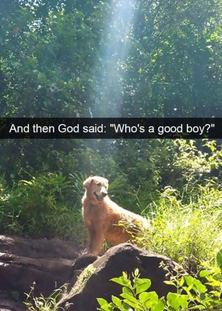45 Funniest Animal Snapchats That Will Send You Soaring Over The ...