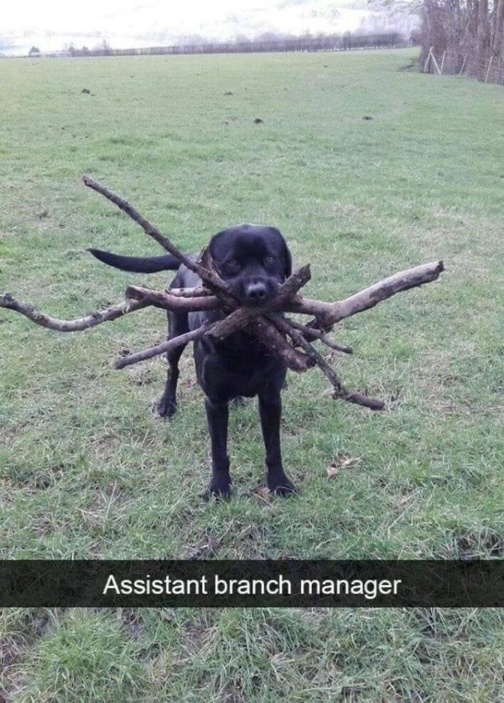 45 Funniest Animal Snapchats That Will Send You Soaring Over The ...