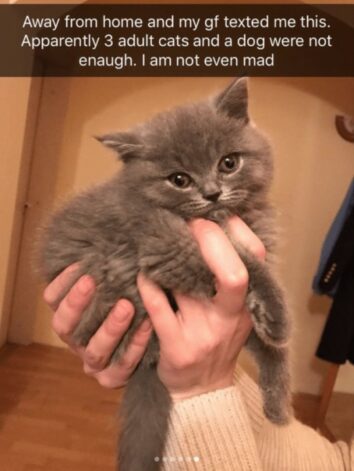 45 Funniest Animal Snapchats That Will Send You Soaring Over The ...