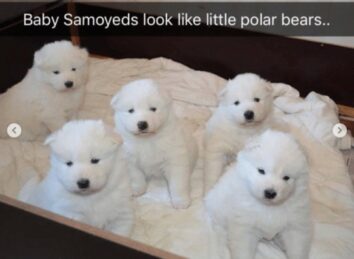 45 Funniest Animal Snapchats That Will Send You Soaring Over The ...