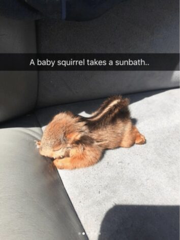 45 Funniest Animal Snapchats That Will Send You Soaring Over The ...