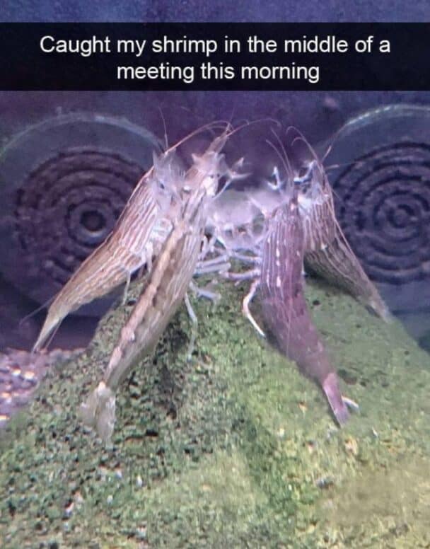 45 Funniest Animal Snapchats That Will Send You Soaring Over The ...