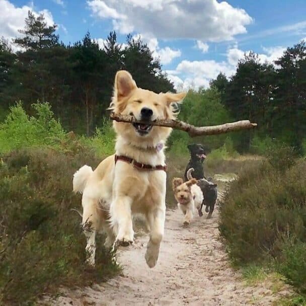 45 Funny Pictures Of Animals Doing The Most Random Things