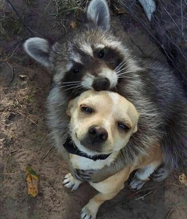 45 Funny Pictures Of Animals Doing The Most Random Things
