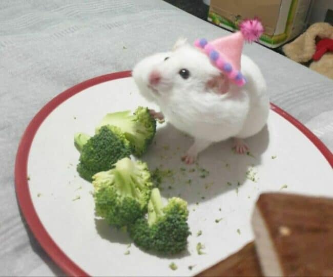 45 Funny Pictures Of Animals Doing The Most Random Things