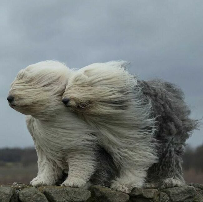 45 Funny Pictures Of Animals Doing The Most Random Things