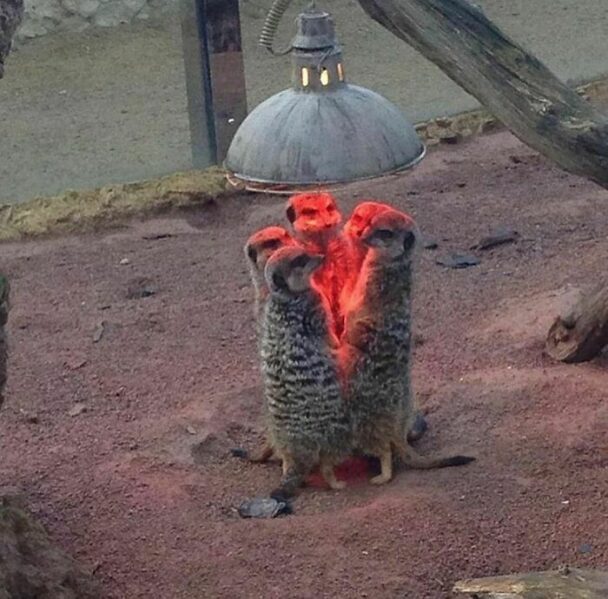 45 Funny Pictures Of Animals Doing The Most Random Things