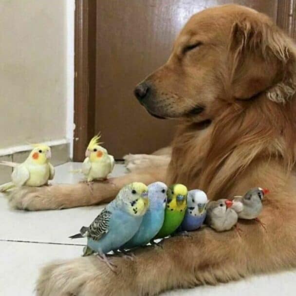 45 Funny Pictures Of Animals Doing The Most Random Things