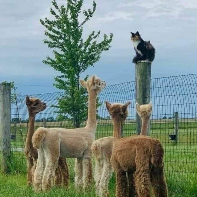 45 Funny Pictures Of Animals Doing The Most Random Things