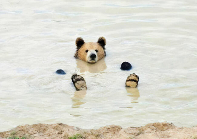 45 Funny Pictures Of Animals Doing The Most Random Things