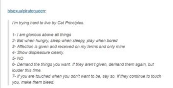 50 Funny Cat Memes To Make You Laugh Harder Than A Laser Pointer Chase