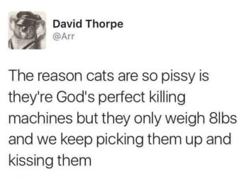 50 Funny Cat Memes To Make You Laugh Harder Than A Laser Pointer Chase