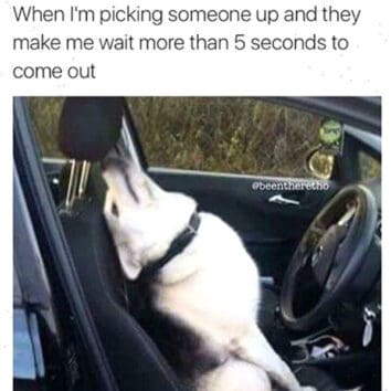 50 Funny Dog Memes For When You Need A Mood Boost