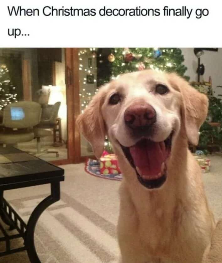 "It's Never Too Early For Christmas" — 30 Funny Christmas Memes For ...