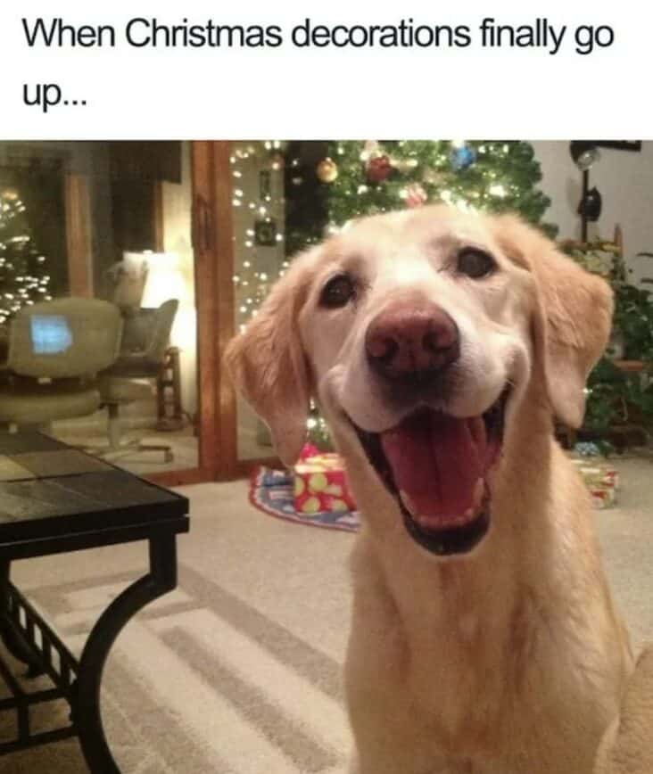"It's Never Too Early For Christmas" — 30 Funny Christmas Memes For ...