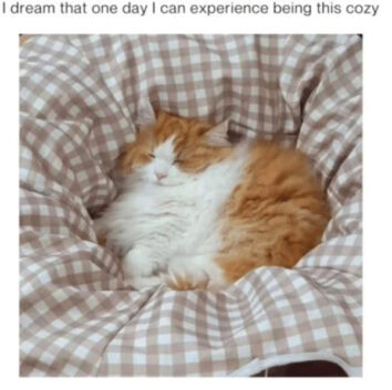 40 Funny Introvert Memes To Help You Avoid Eye Contact All Day Long