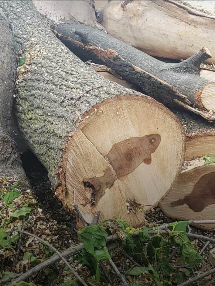 42 Funny Examples Of Pareidolia People Had To Share Online