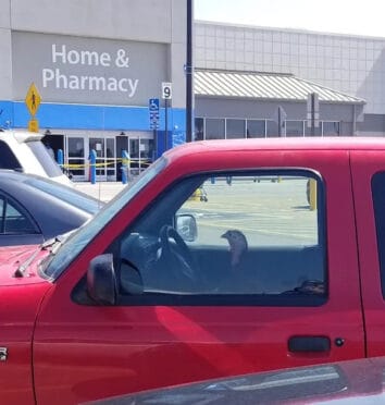 45 Funny Pictures To Help You Survive The Post-Thanksgiving Slump ...