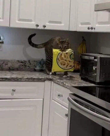 45 Funny Pictures To Help You Survive The Post-Thanksgiving Slump ...