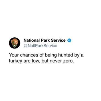 40 Funny Turkey Tweets To Gobble Up While You Wait For It To Defrost