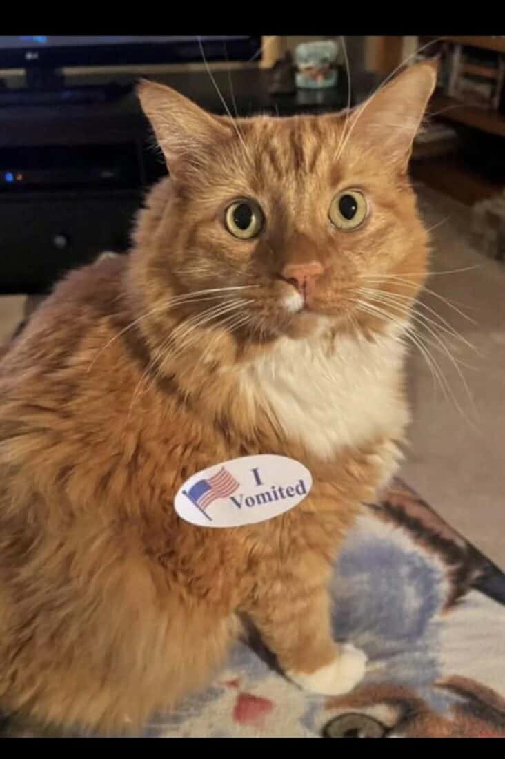 40 Hilarious "Blursed" Pictures That Are Equal Parts Blessed And Cursed