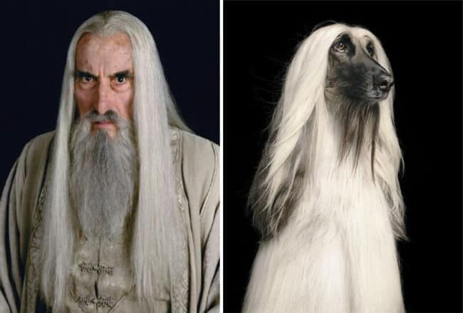 Lord Of The Rings Characters As Dogs (18 Pics)