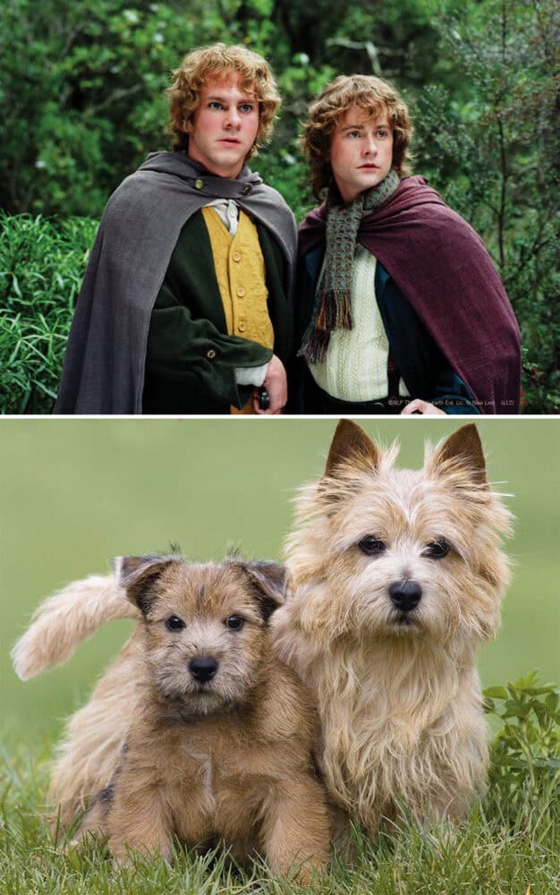Lord Of The Rings Characters As Dogs (18 Pics)