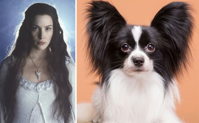 Lord Of The Rings Characters As Dogs (18 Pics)