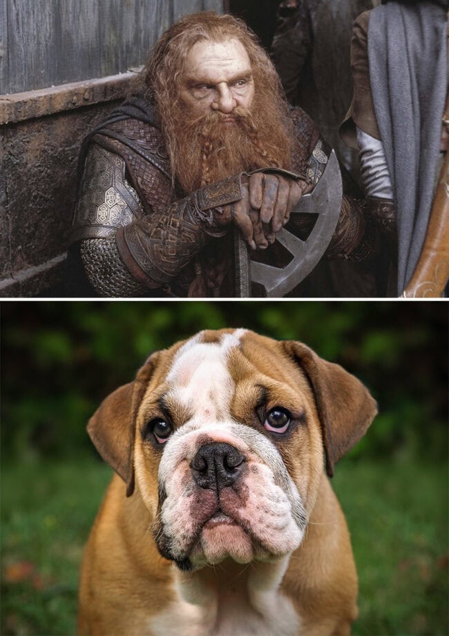 Lord Of The Rings Characters As Dogs (18 Pics)