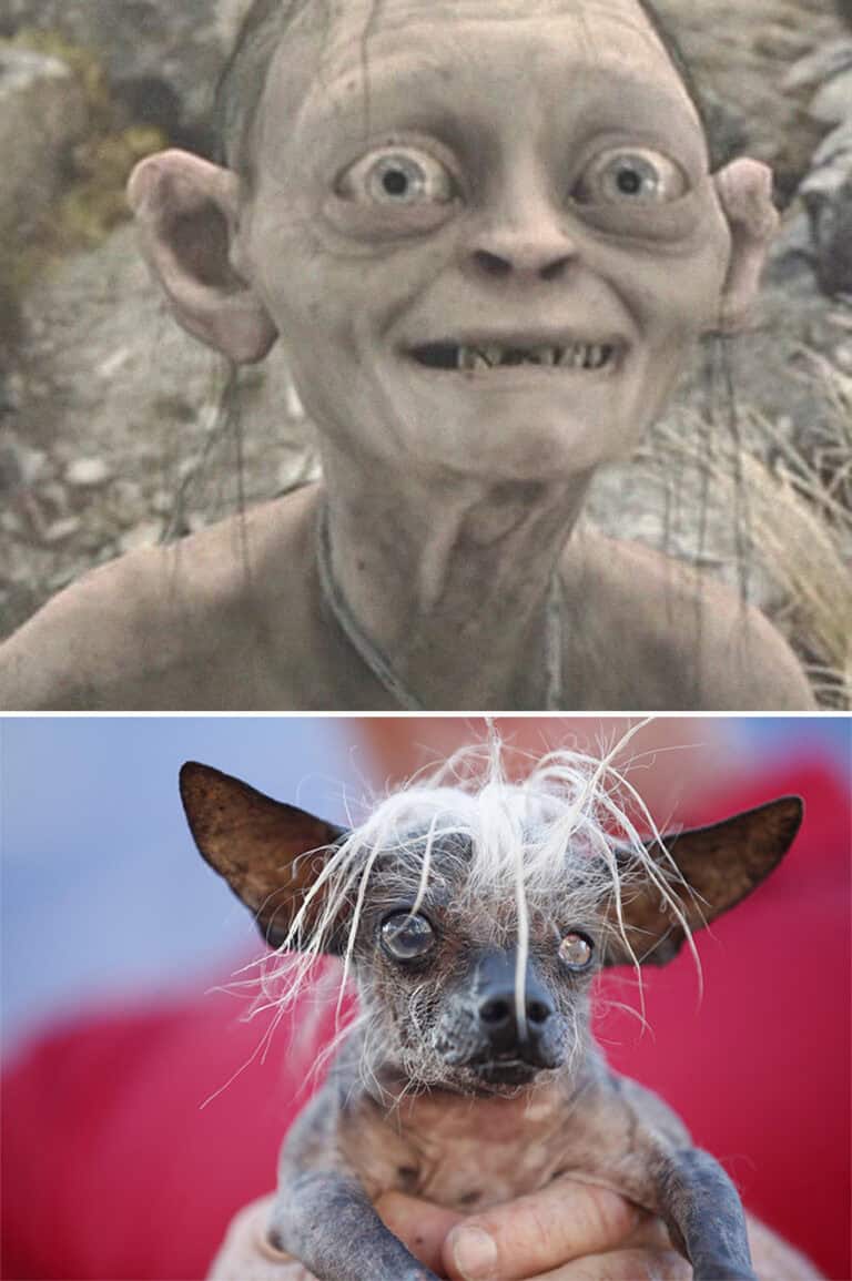 Lord Of The Rings Characters As Dogs (18 Pics)