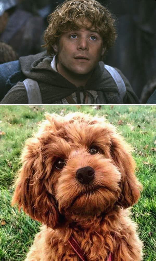 Lord Of The Rings Characters As Dogs (18 Pics)