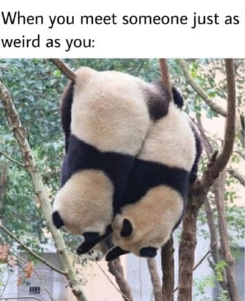 40 Introvert Panda Memes That Are Perfect For Quietly Scrolling Under ...