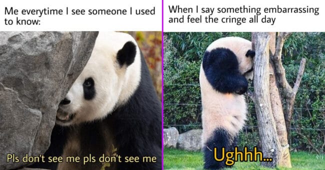 40 Introvert Panda Memes That Are Perfect For Quietly Scrolling Under ...