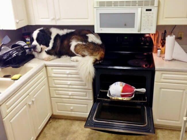 46 Hilarious Thanksgiving Food Disasters That Prove That Turkey Day Isn ...