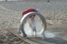 35 Beach Finds So Weird And Interesting People Just Had To Share Them ...