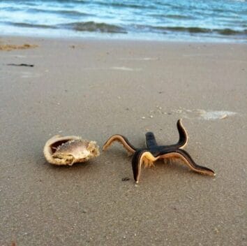 35 Beach Finds So Weird And Interesting People Just Had To Share Them ...