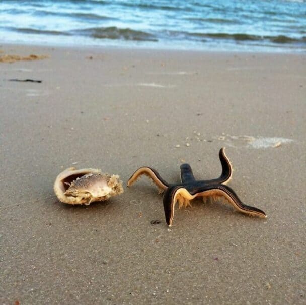 35 Beach Finds So Weird And Interesting People Just Had To Share Them ...