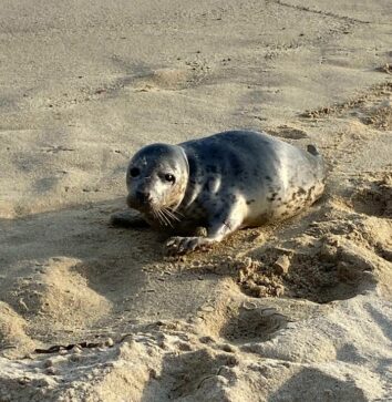 35 Beach Finds So Weird And Interesting People Just Had To Share Them ...
