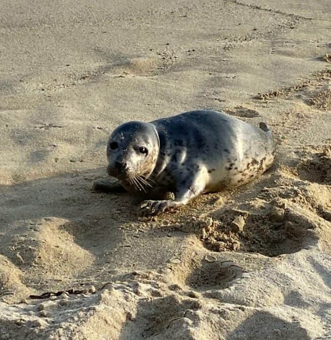 35 Beach Finds So Weird And Interesting People Just Had To Share Them ...