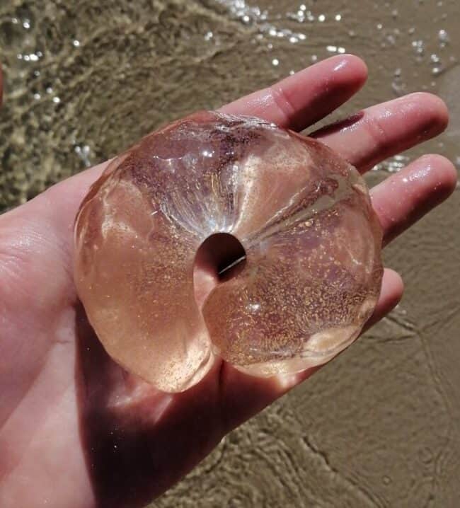 35 Beach Finds So Weird And Interesting People Just Had To Share Them ...