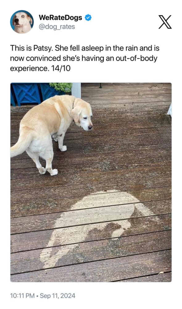 35 Hilariously Adorable Dog Ratings From 'WeRateDogs' That Are Off The ...