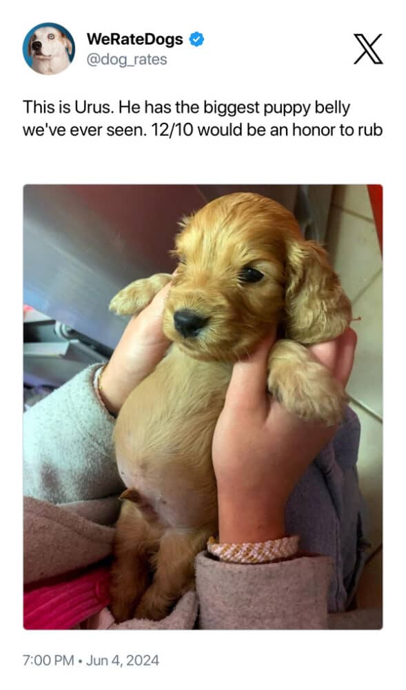35 Hilariously Adorable Dog Ratings From 'WeRateDogs' That Are Off The ...