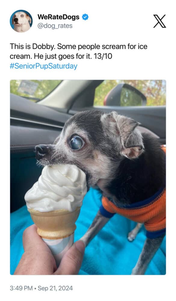 35 Hilariously Adorable Dog Ratings From 'WeRateDogs' That Are Off The ...