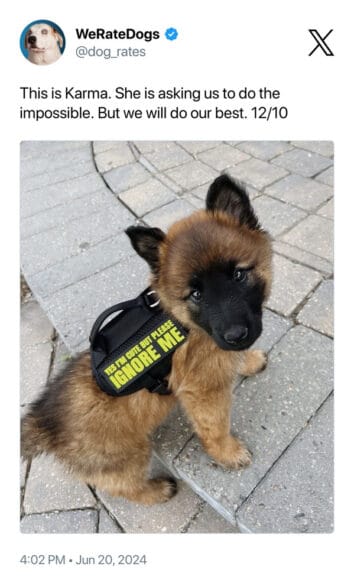 35 Hilariously Adorable Dog Ratings From 'WeRateDogs' That Are Off The ...