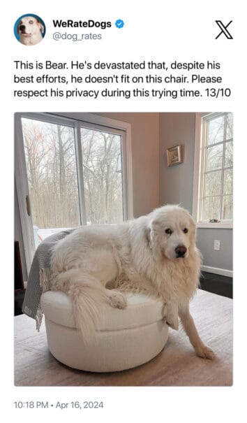 35 Hilariously Adorable Dog Ratings From 'WeRateDogs' That Are Off The ...